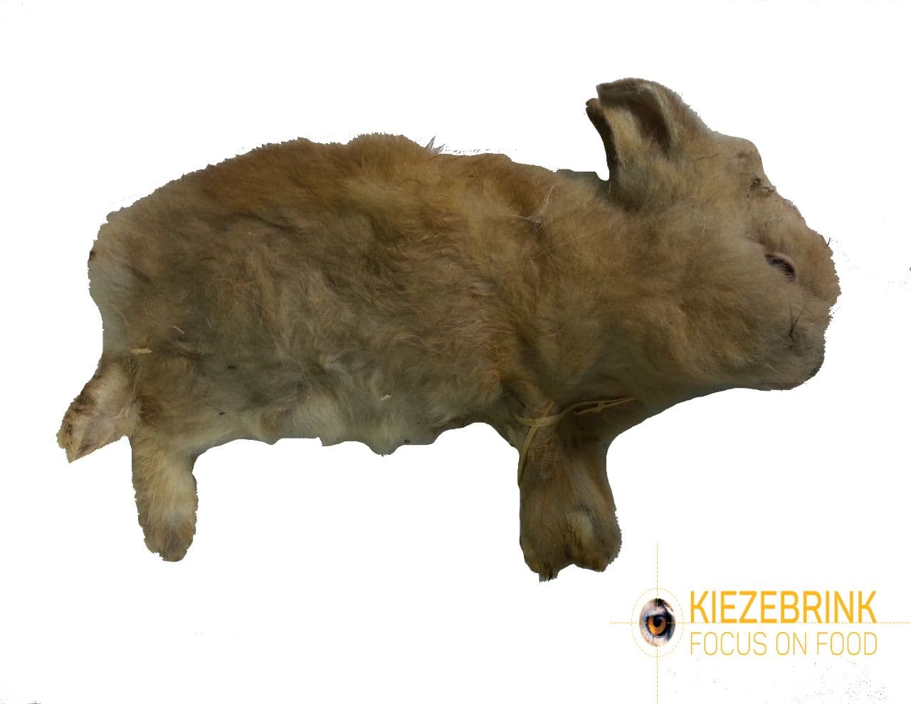 Rabbit XS (200-300 g) - 35 pcs/box | Kiezebrink