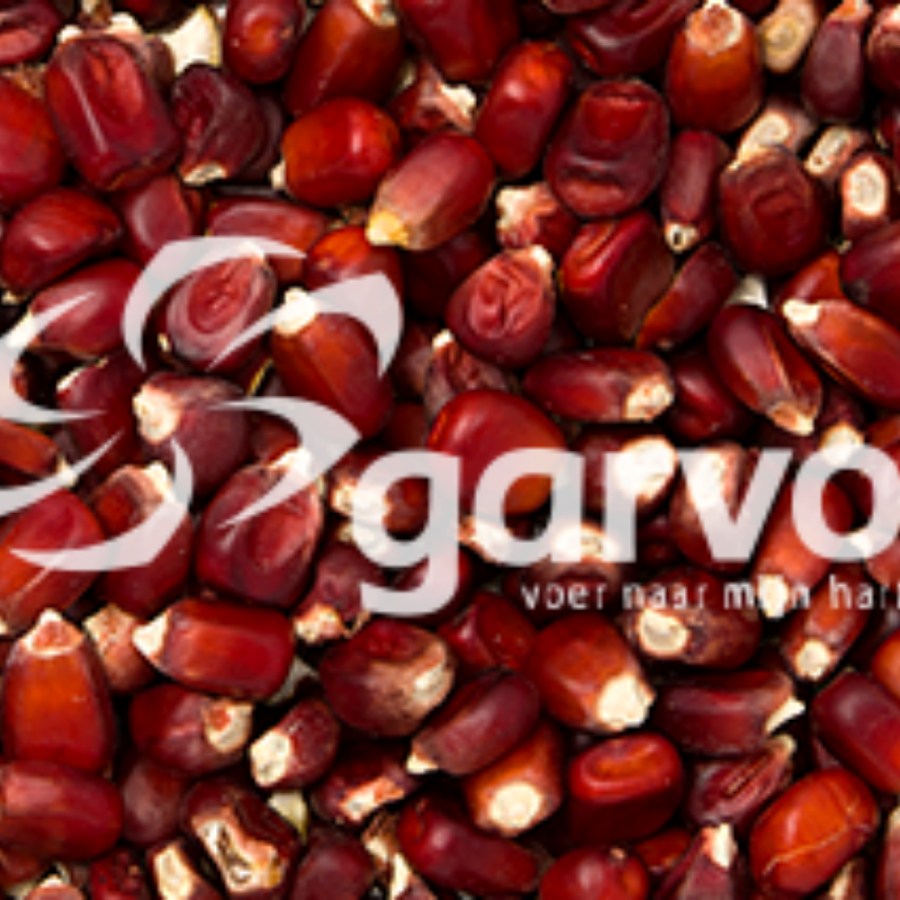 Red Maize (if available)5193 | Kiezebrink Focus on Food