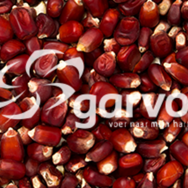 Red Maize (if available)5193 | Kiezebrink Focus on Food